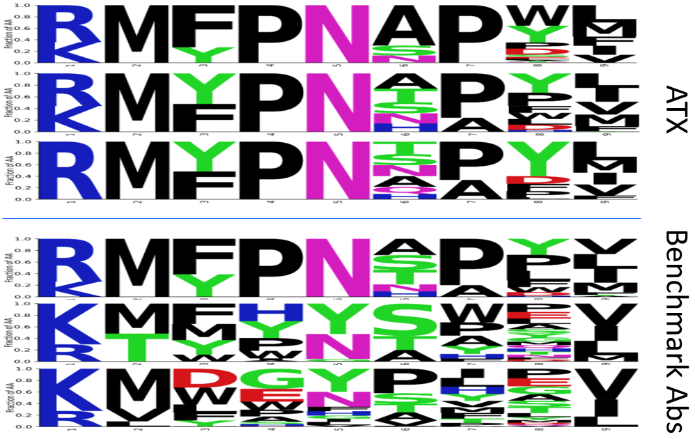 Discovery of highly-specific TCR mimic antibodies to WT1